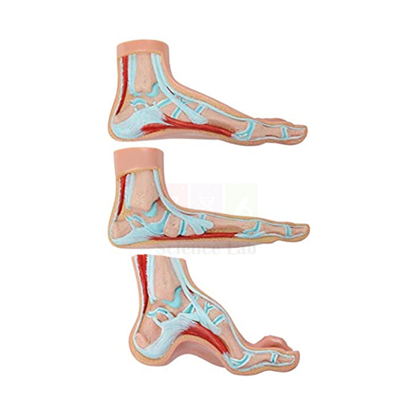 Human Foot Model Set Manufacturers, Human Foot Model Set Suppliers ...